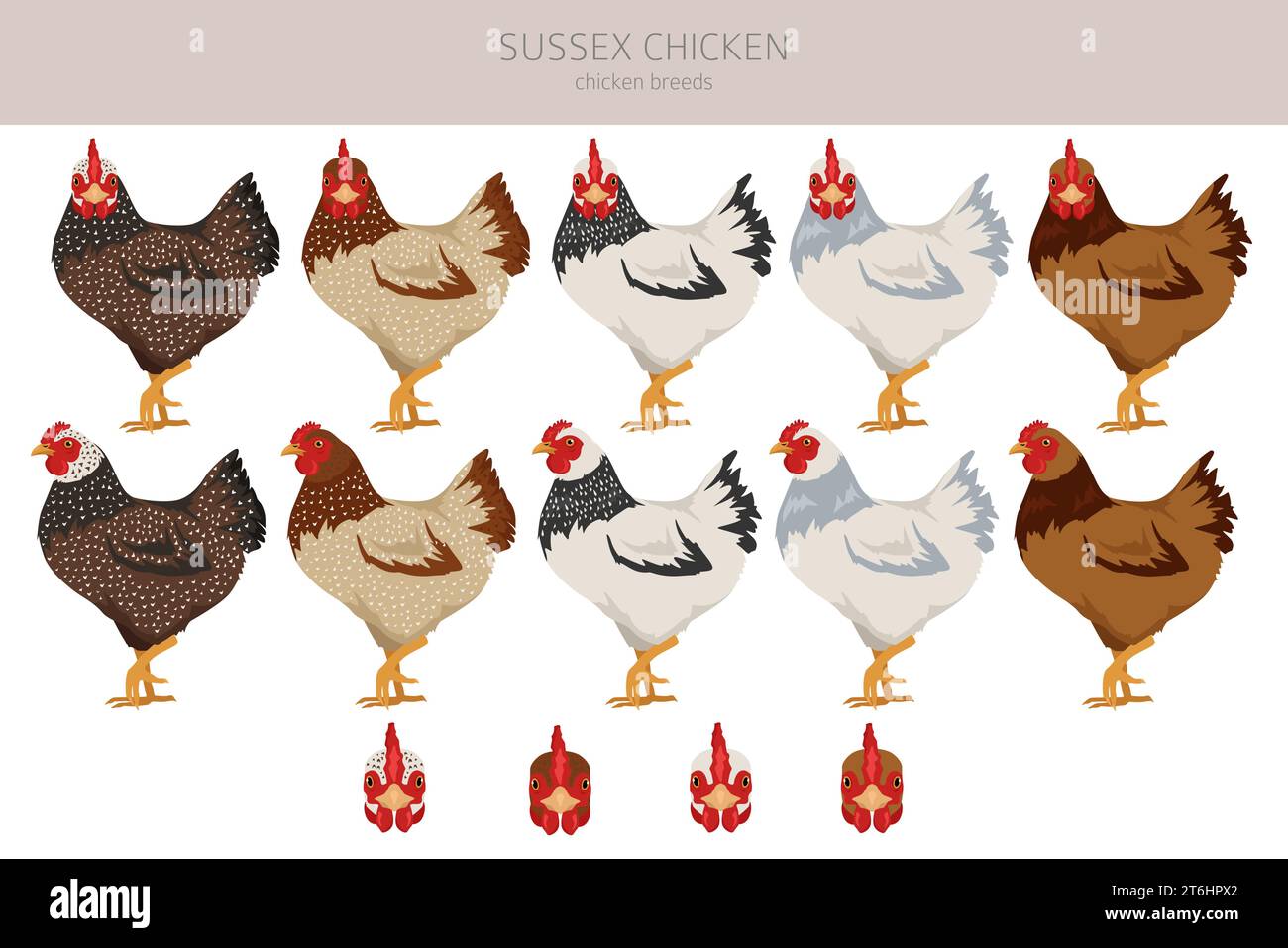 Sussex Chicken breeds clipart. Poultry and farm animals. Different ...
