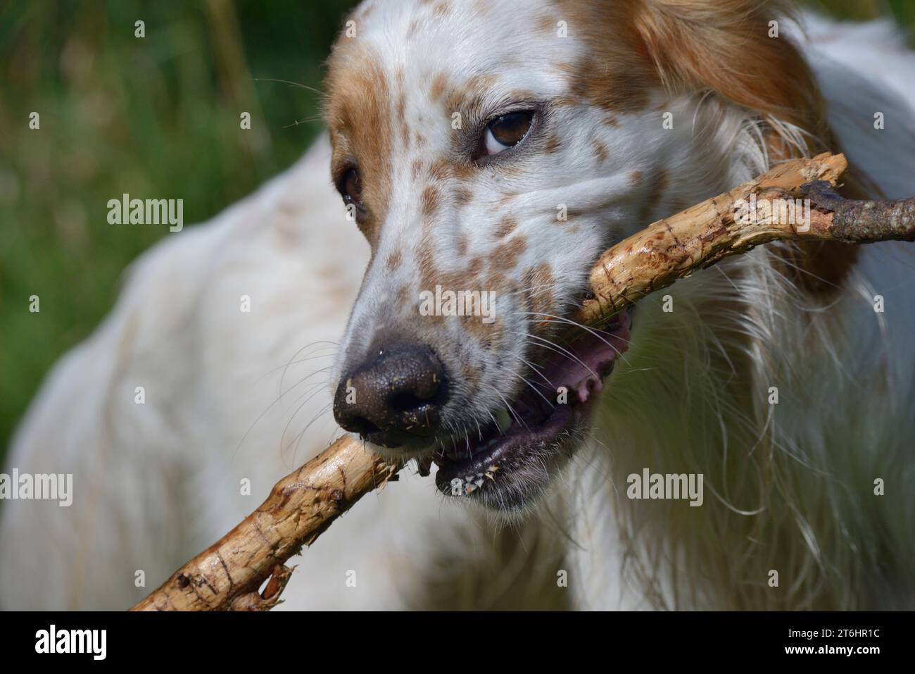 English setter with stick hi-res stock photography and images - Alamy