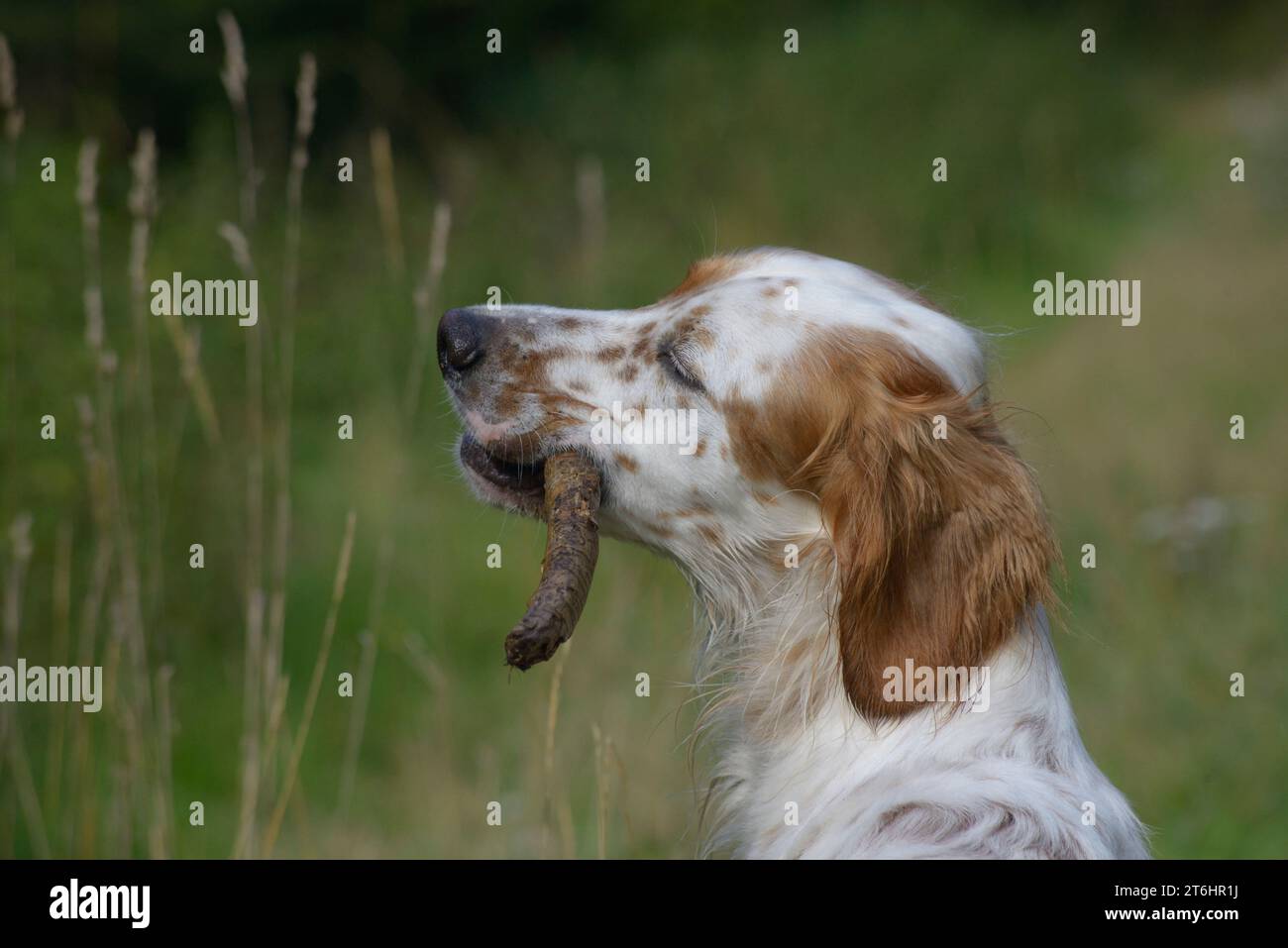 English setter with stick hi-res stock photography and images - Alamy