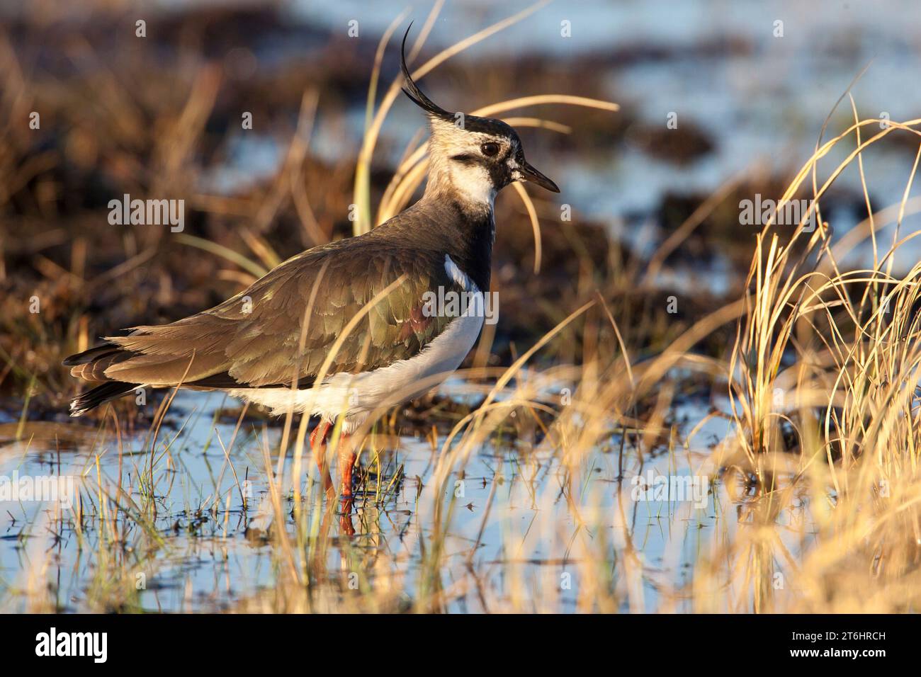Military lapwing hi-res stock photography and images - Alamy