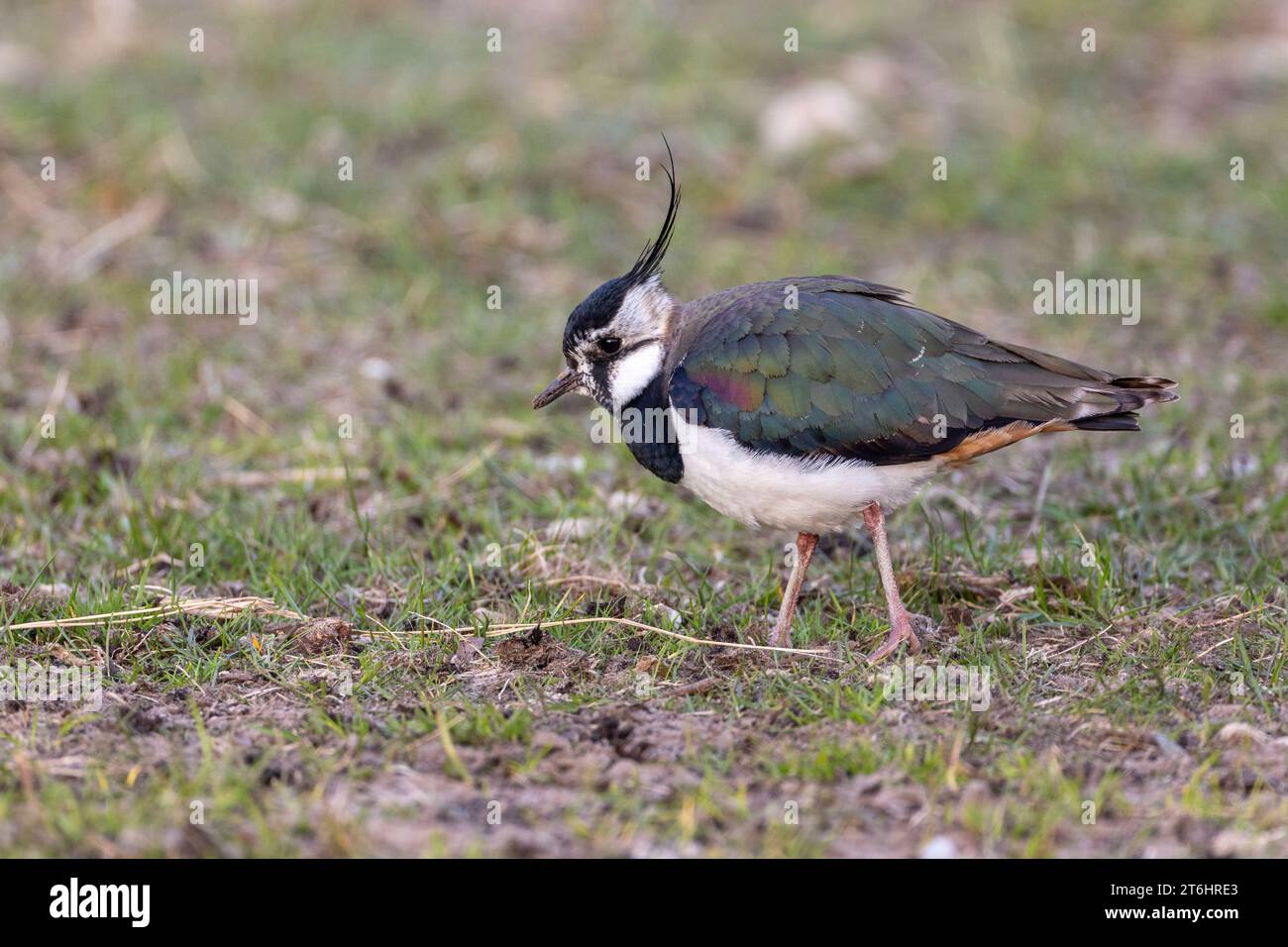 Lapwing migration hi-res stock photography and images - Alamy