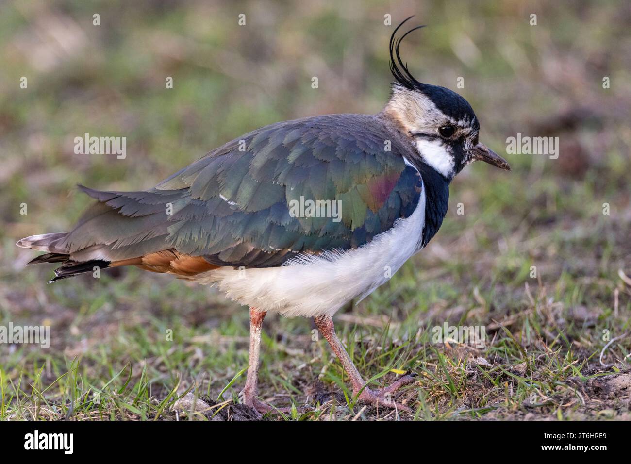 Lapwing migration hi-res stock photography and images - Alamy