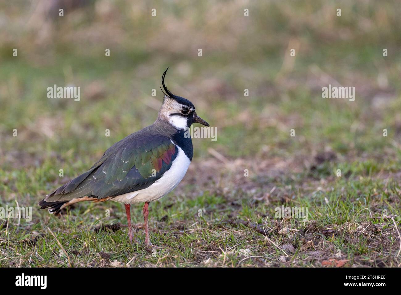 Lapwing migration hi-res stock photography and images - Alamy