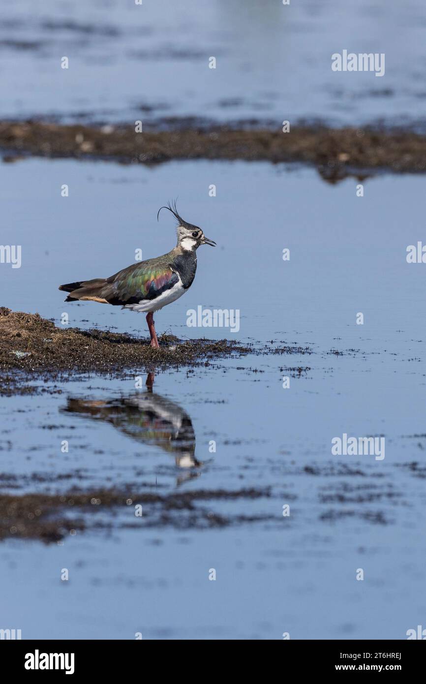 Lapwing on the ground hi-res stock photography and images - Alamy