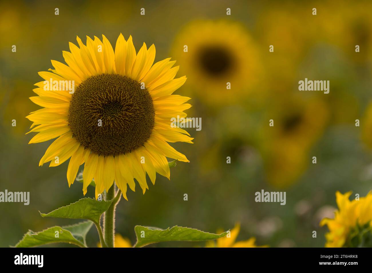 Flower of a sunflower (Helianthus annuus), evening light, Germany Stock ...