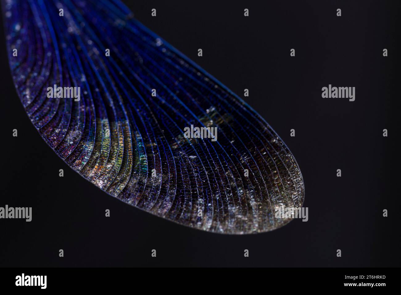 Gentle wings hi-res stock photography and images - Alamy