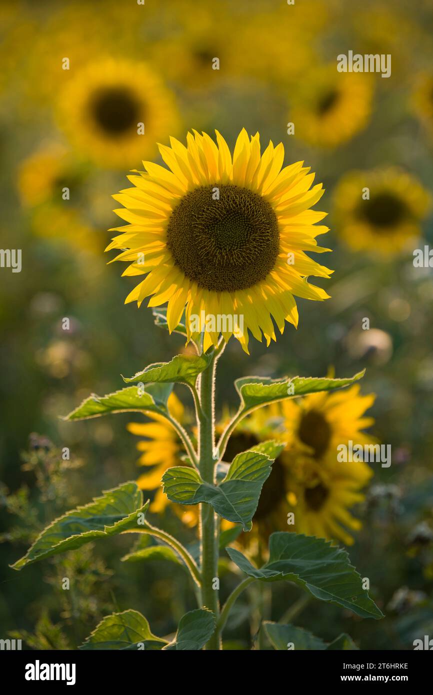 The flower of a sunflower (Helianthus annuus) glows in the backlight ...