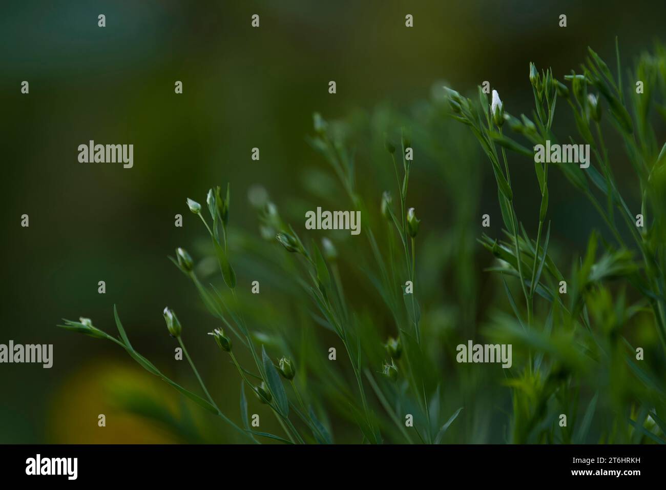 Linun hi-res stock photography and images - Alamy