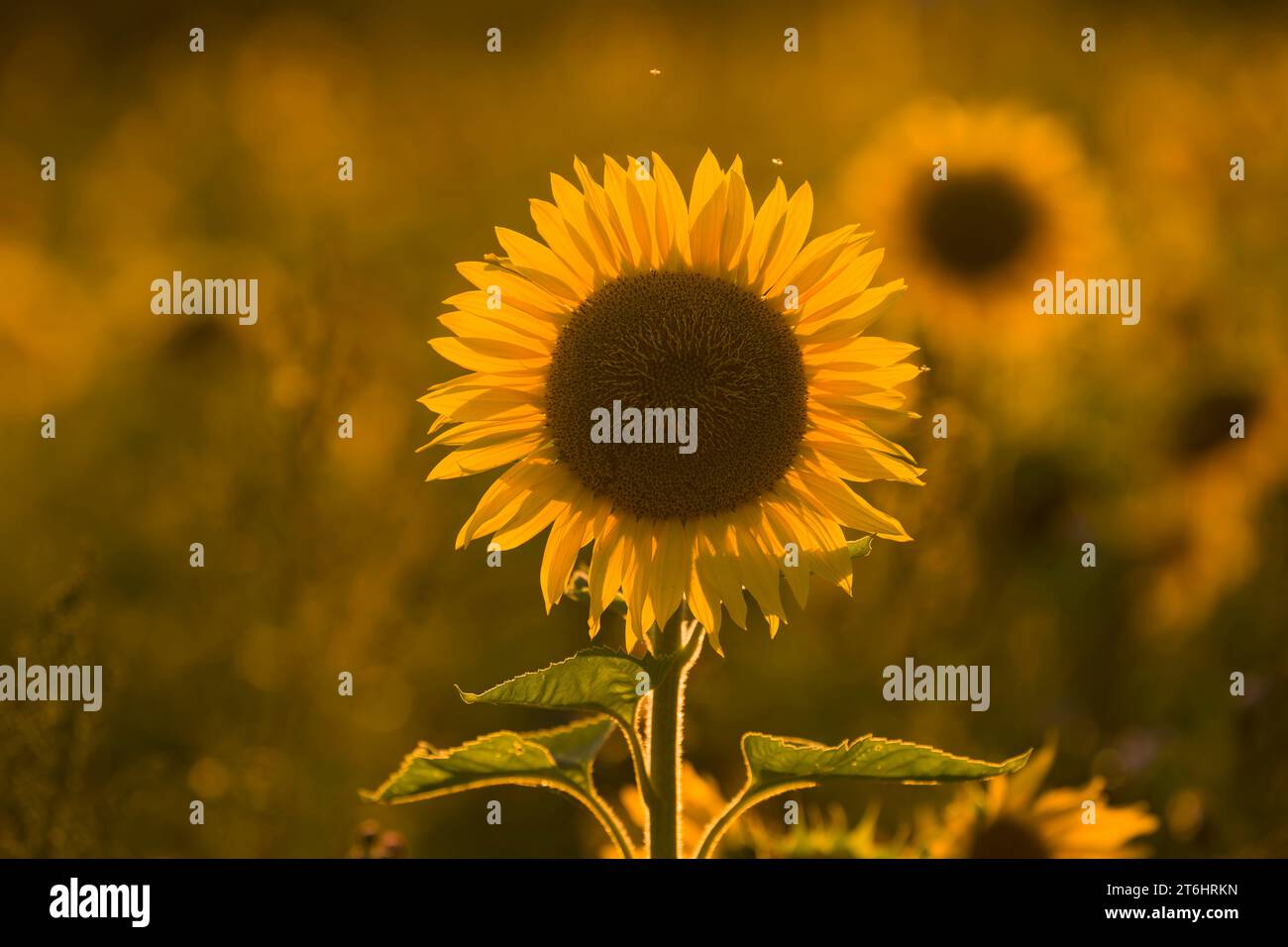 The flower of a sunflower (Helianthus annuus) glows in the backlight ...