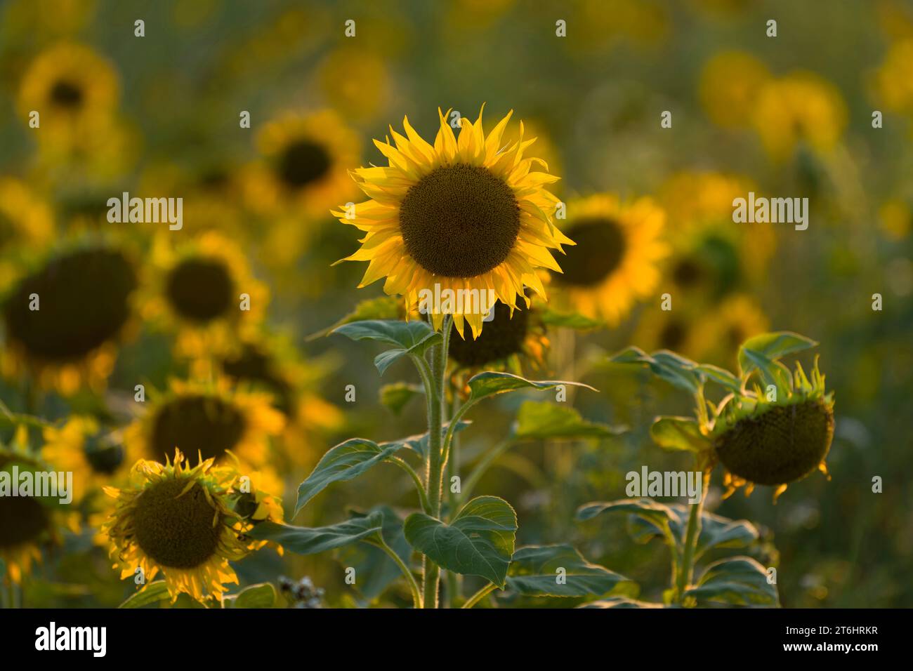 Sunflowers (Helianthus annuus) in a field, evening light, Germany Stock ...