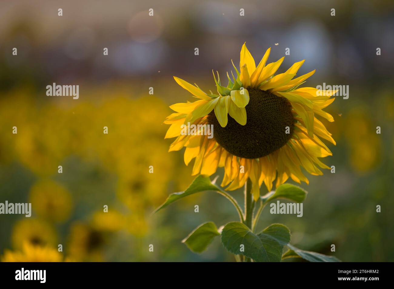 Flower of a sunflower (Helianthus annuus), evening light, Germany Stock ...