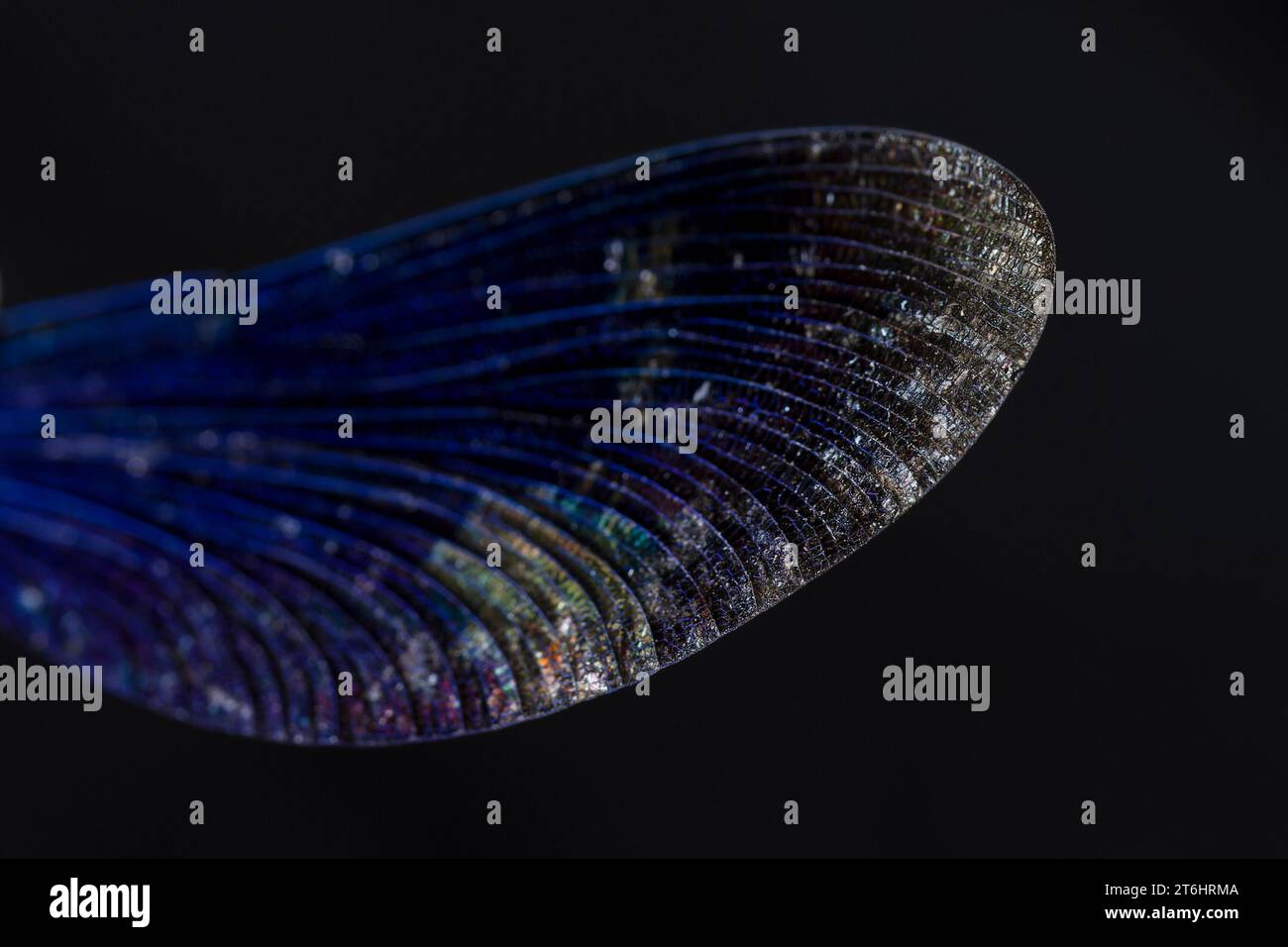 Gentle wings hi-res stock photography and images - Alamy