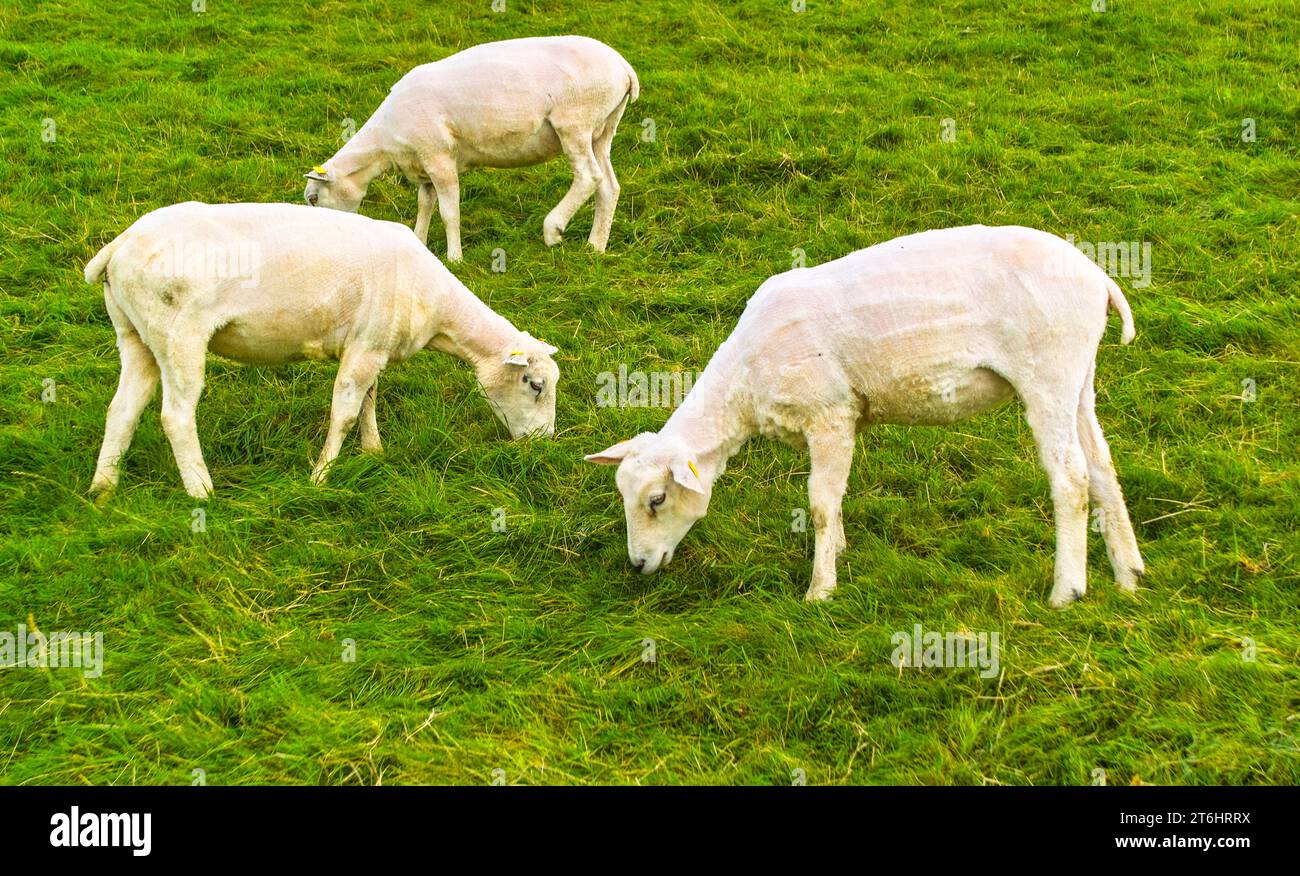Dike sheep lambs in the huntemarsch hi-res stock photography and images ...