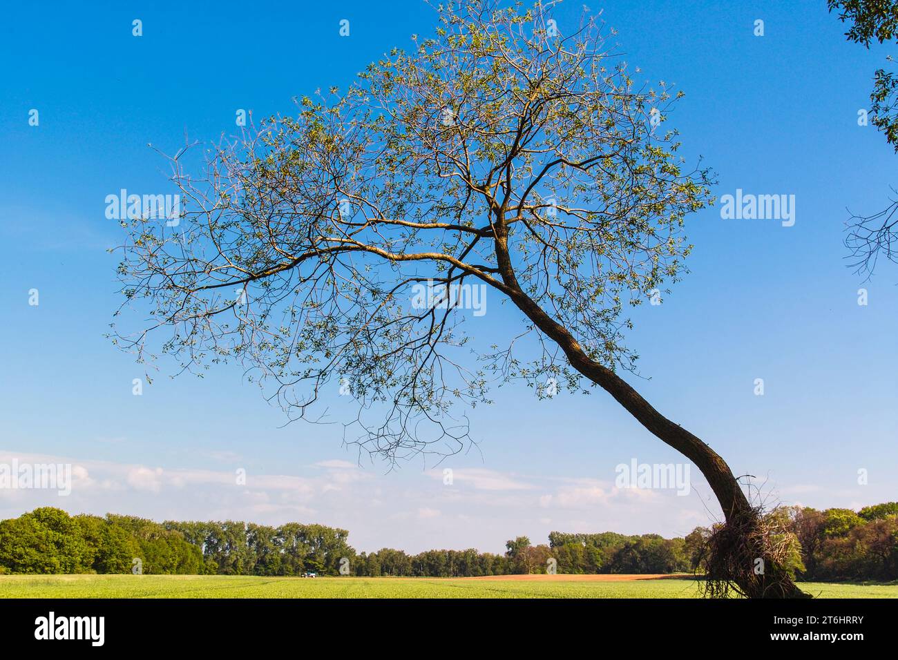 pitoresque willow (salix caprea) in front of field field Stock Photo ...