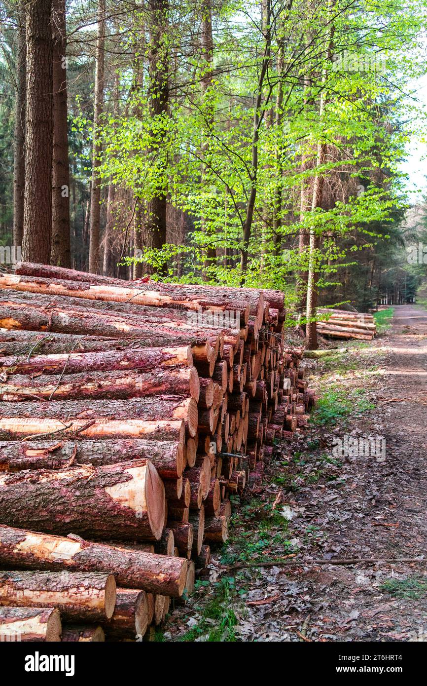 spruce logs stacked next to a forest road ready for removal. Ammerland ...