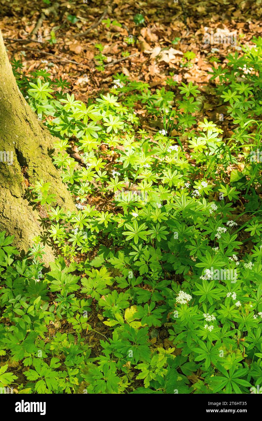 Denmark, Jutland, Aarhus, protected landscape area 'Marselisborg Forest ...