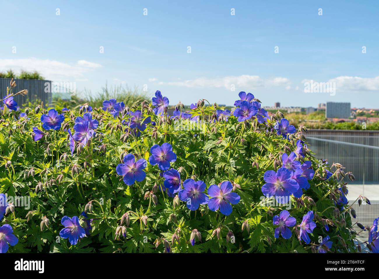 Denmark, Jutland, Aarhus, 'Salling Rooftop', public roof terrace ...