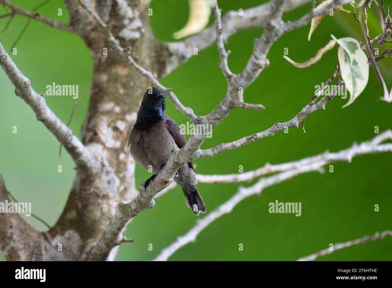 Seychelles sunbird, colibri, Humming bird on Indian laurel tree branch ...