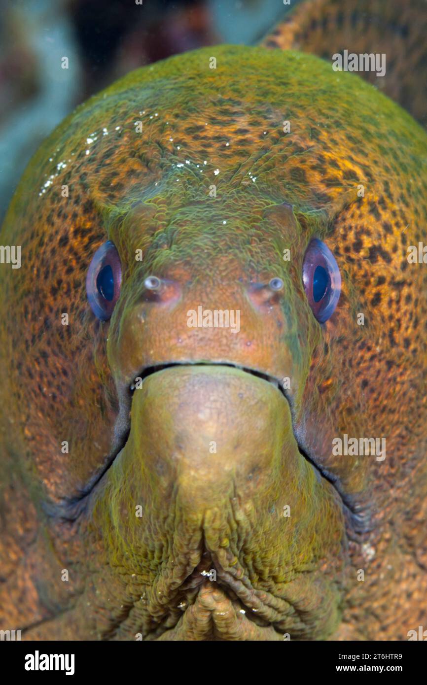 Moray west hi-res stock photography and images - Alamy