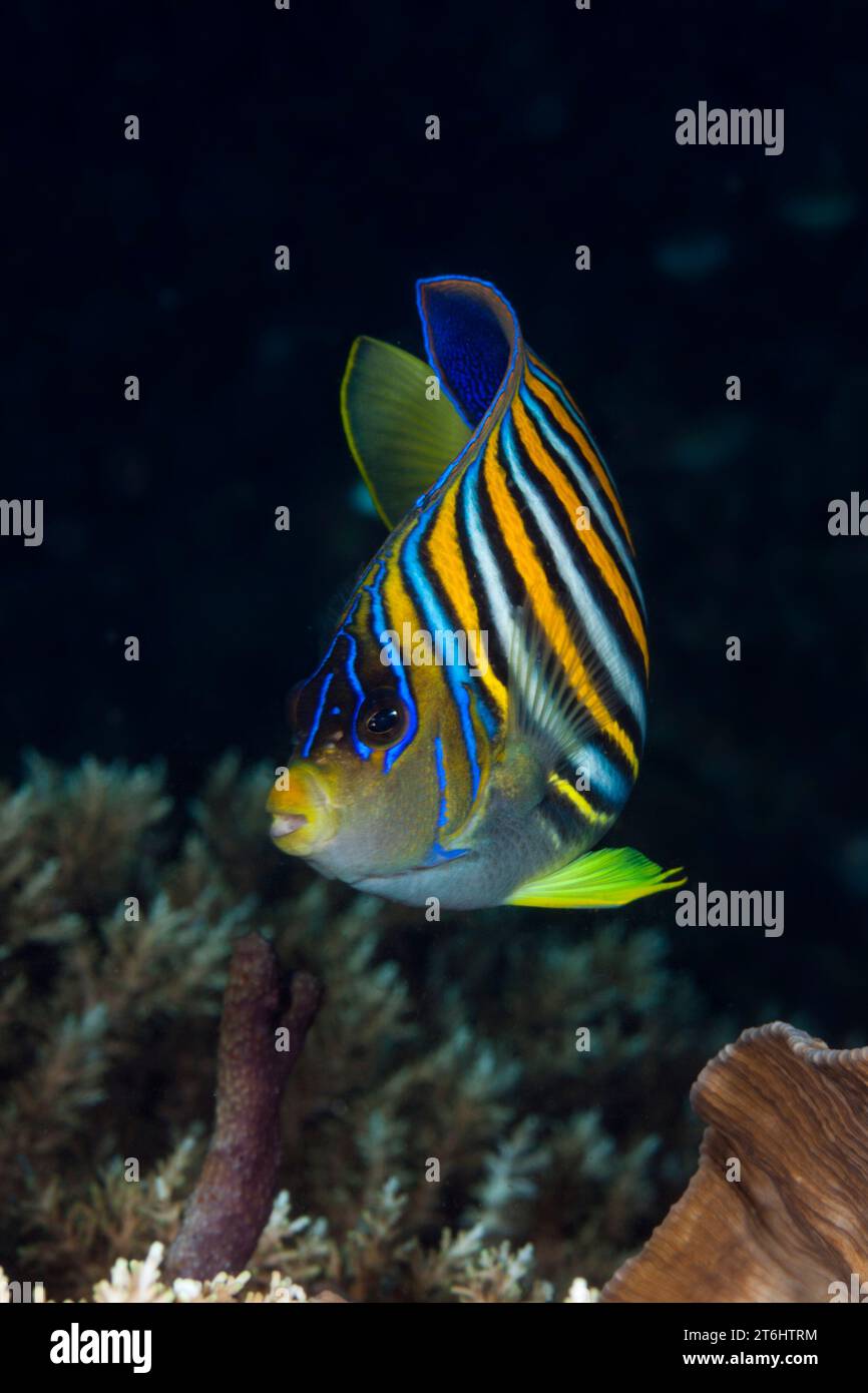 Regal Angelfish, Pygoplites diacanthus, Raja Ampat, West Papua ...