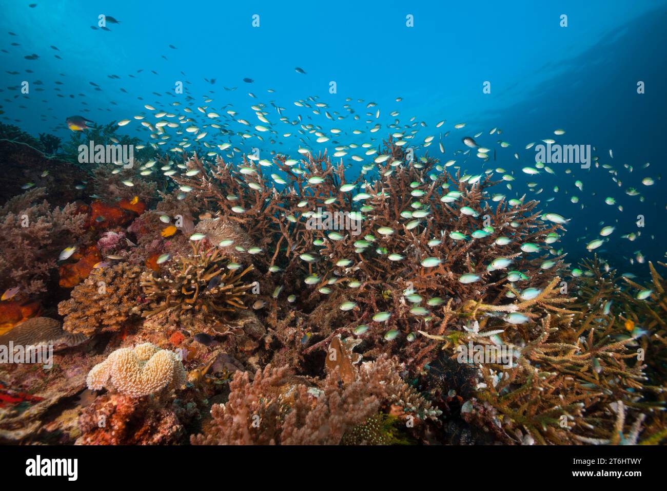 Species rich Coral Reef, Raja Ampat, West Papua, Indonesia Stock Photo ...