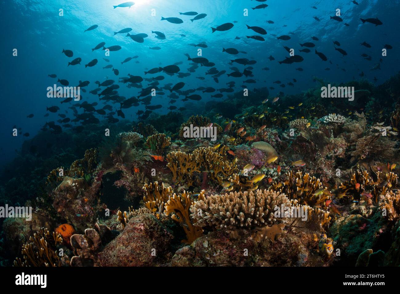 Hard Coral Reef, Raja Ampat, West Papua, Indonesia Stock Photo - Alamy