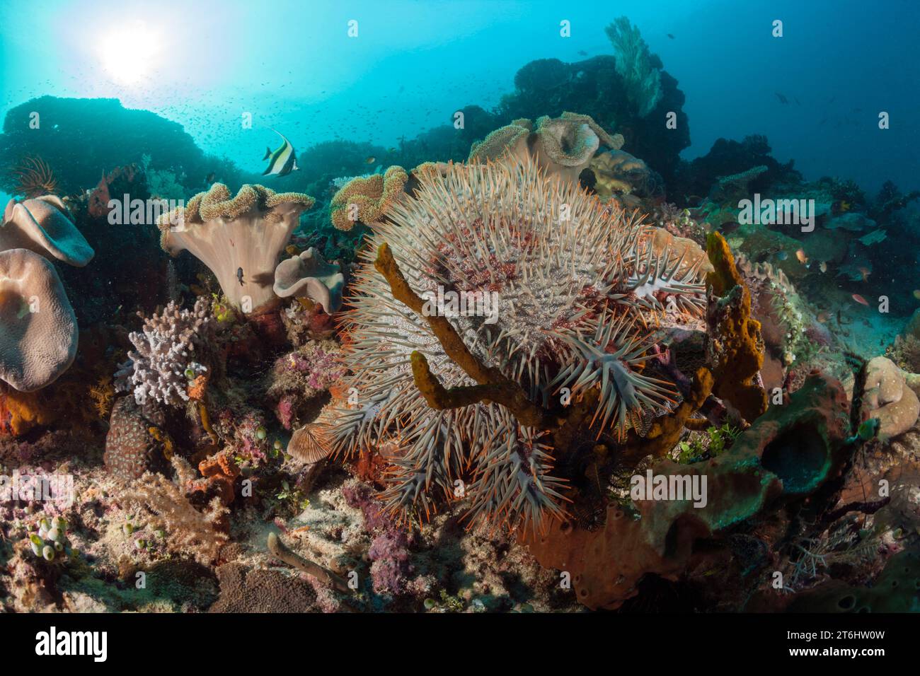 Crown-of-Thorns Starfish, Acanthaster planci, Raja Ampat, West Papua ...