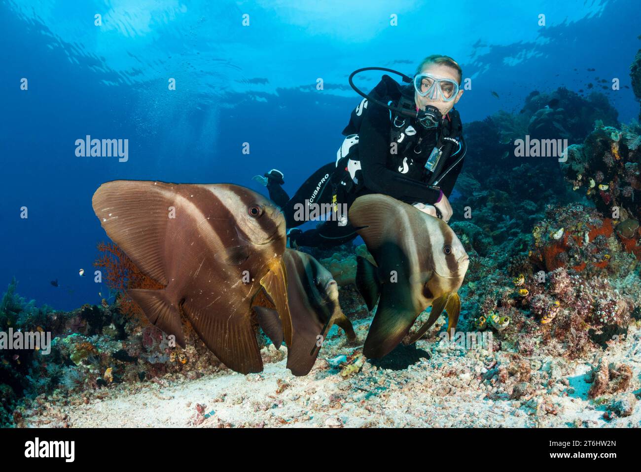 Scuba diver and Group of Longfin Batfish, Platax teira, Raja Ampat ...