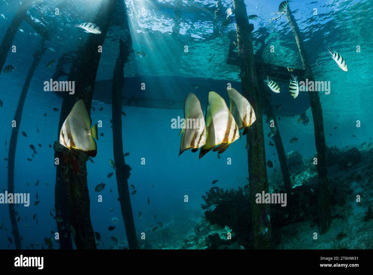 Group of Longfin Batfish, Platax teira, Raja Ampat, West Papua ...
