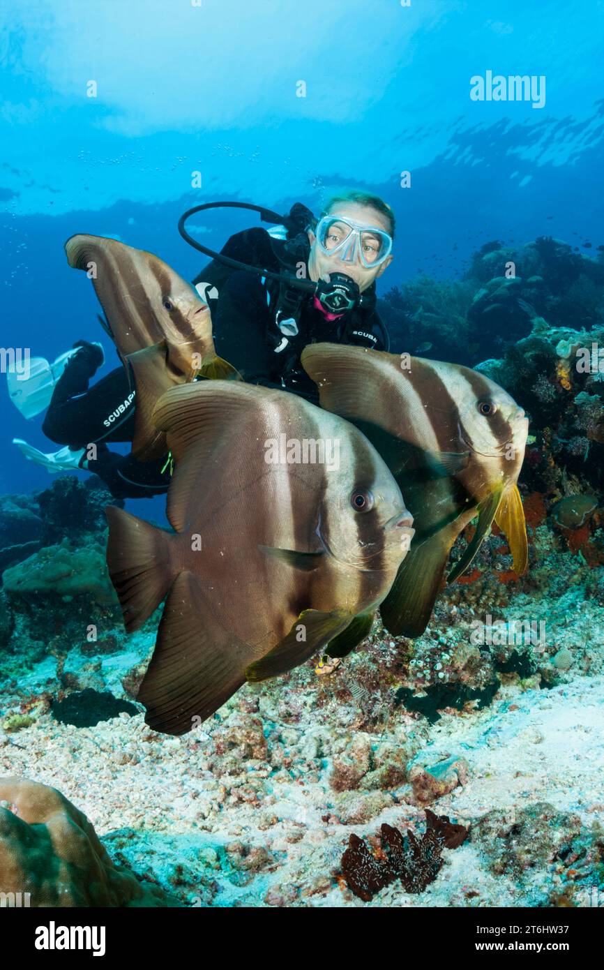Scuba diver and Group of Longfin Batfish, Platax teira, Raja Ampat ...