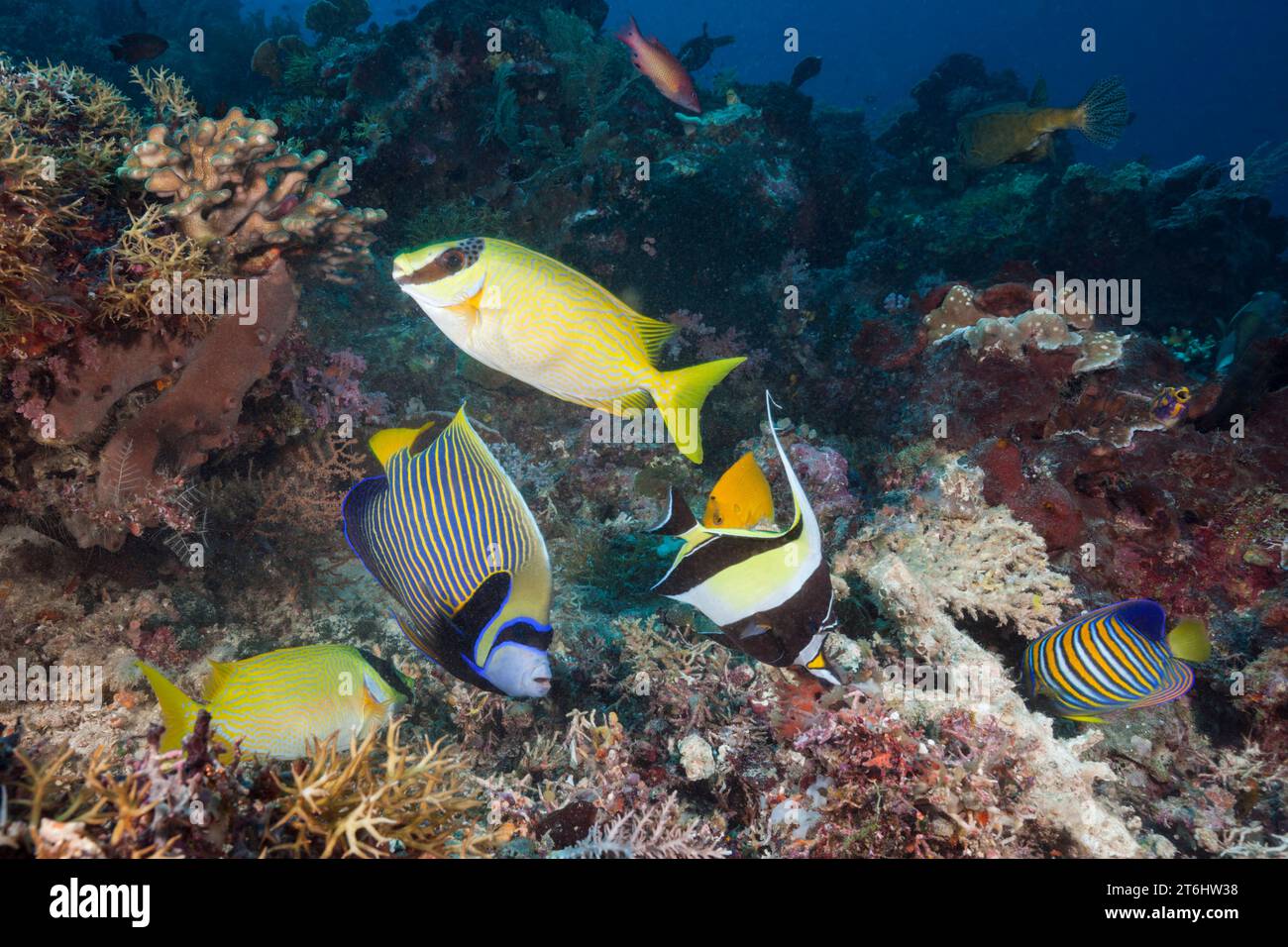 Coral Fish in Coral Reef, Raja Ampat, West Papua, Indonesia Stock Photo ...