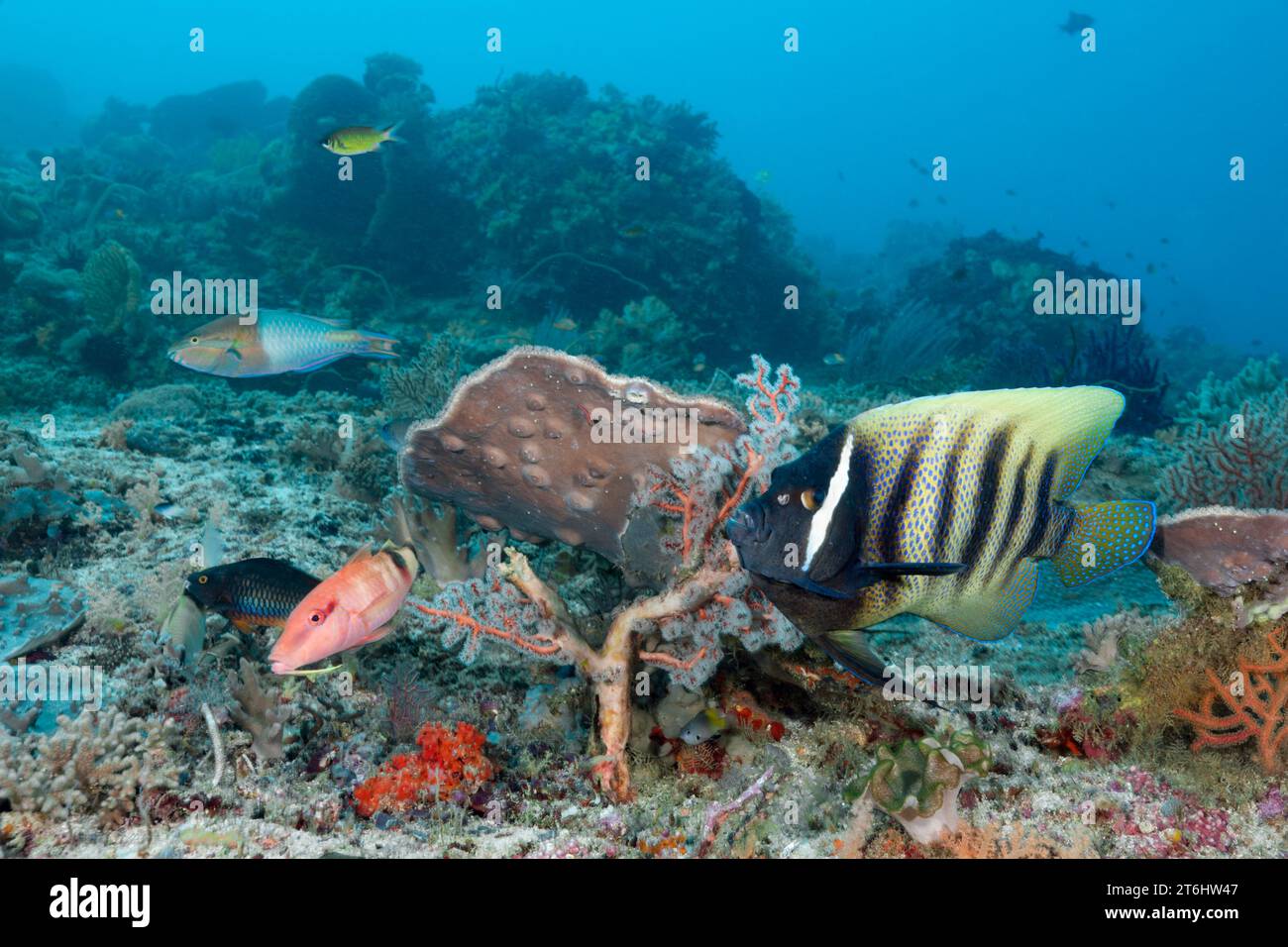 Six-banded angelfish in coral reef, Pomacanthus sexstriatus, Raja Ampat ...