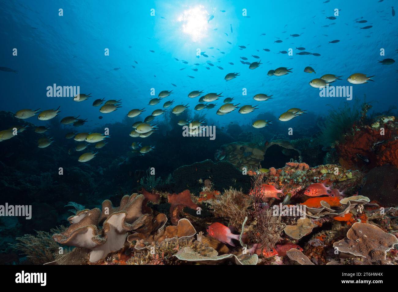 Old coral reefs hi-res stock photography and images - Alamy