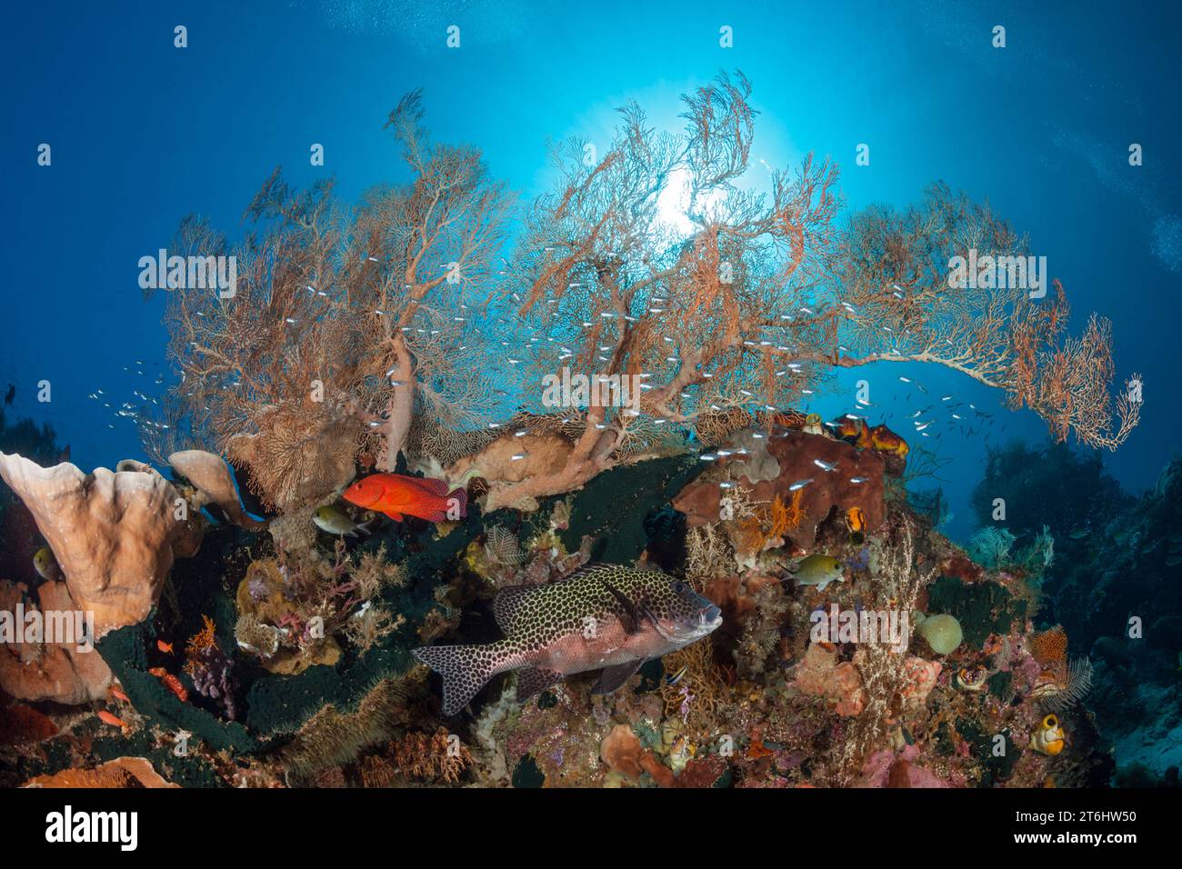 Coral Fish in Coral Reef, Raja Ampat, West Papua, Indonesia Stock Photo ...