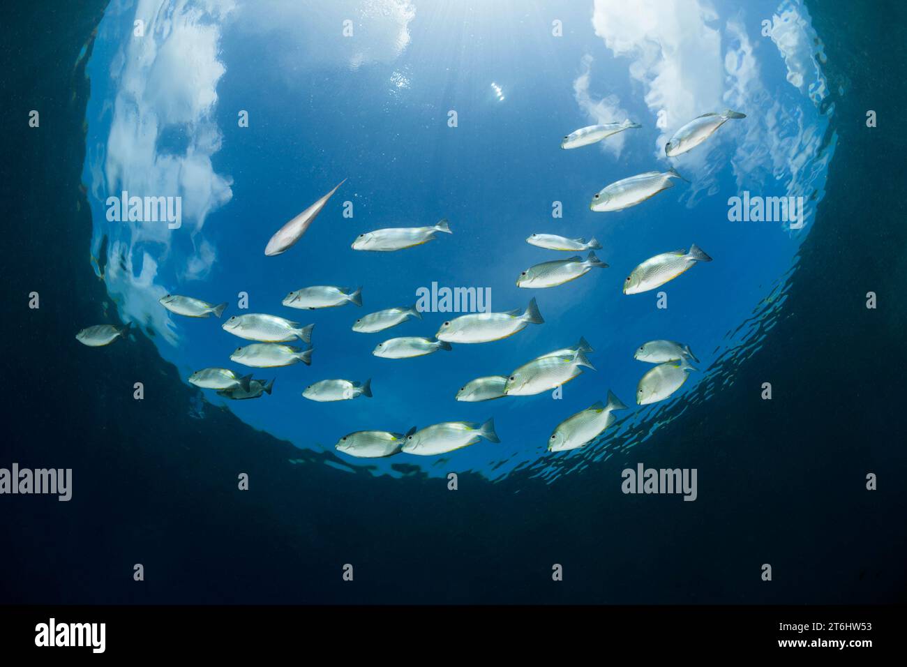 Lined rabbitfish hi-res stock photography and images - Alamy