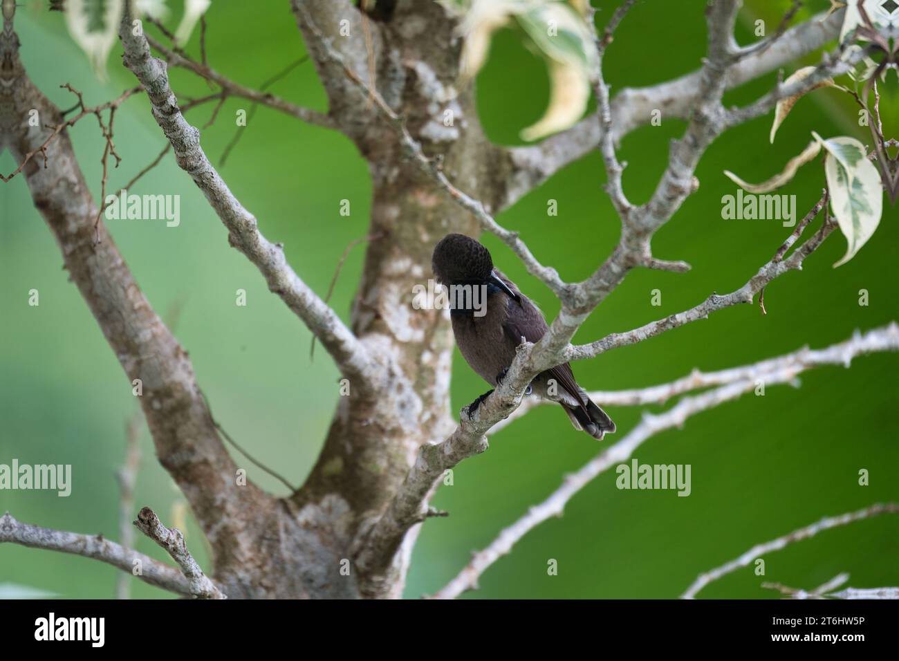 Seychelles sunbird, colibri, Humming bird on Indian laurel tree branch ...