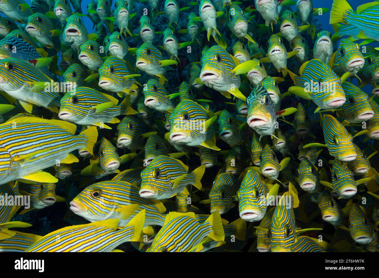 Shoal of Yellow-ribbon Sweetlips, Plectorhinchus polytaenia, Raja Ampat, West Papua, Indonesia ...