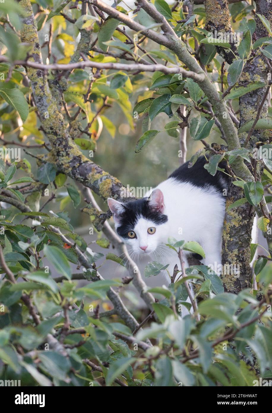 Young cat climbing in a pear tree Stock Photo - Alamy
