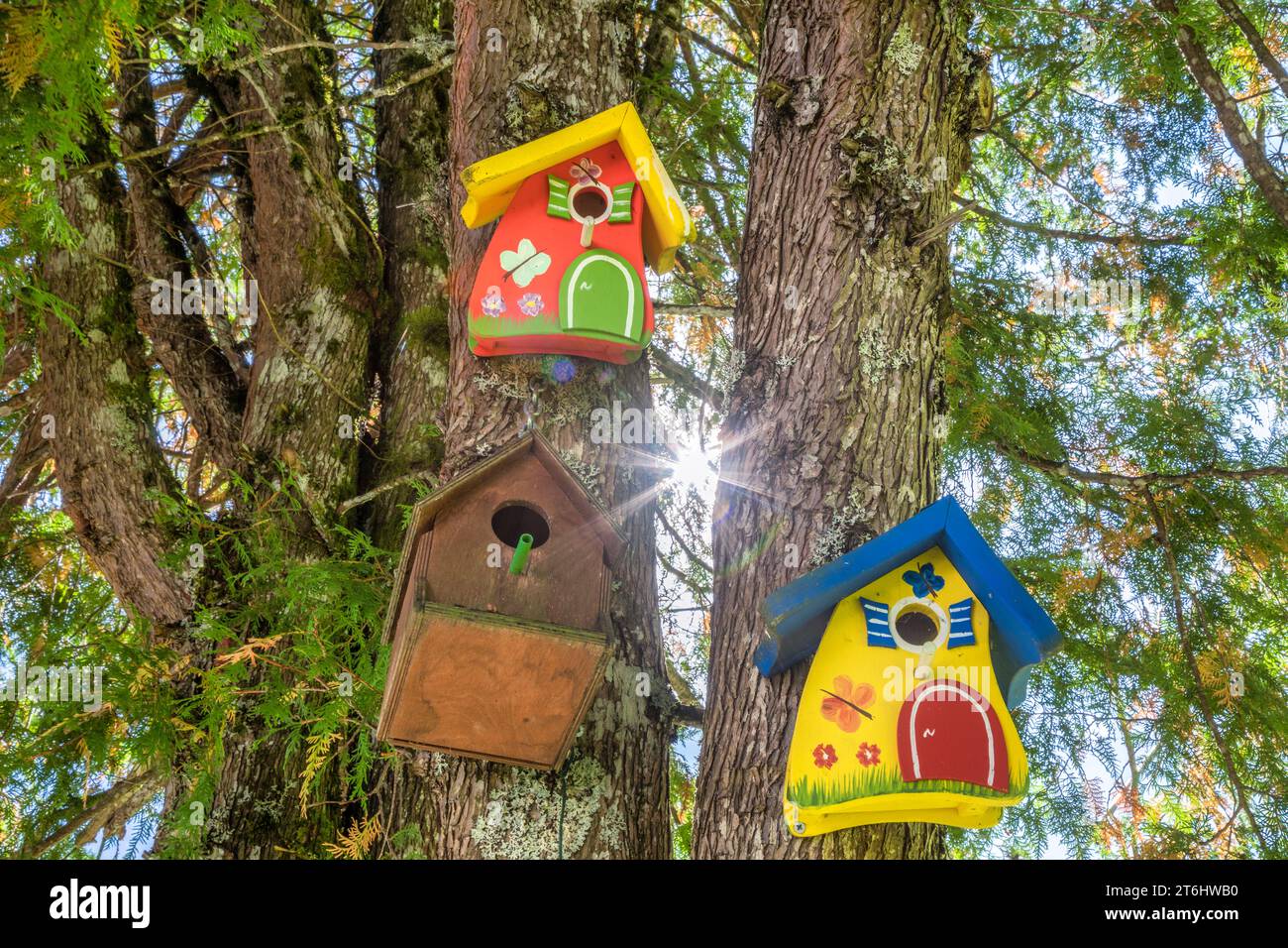 Colorful decorative bird boxes hanging from a tree Stock Photo - Alamy