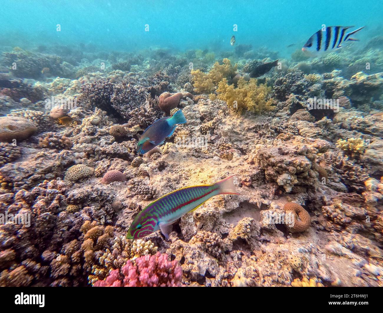 Klunzinger's wrasse known as Thalassoma rueppellii underwater at the ...