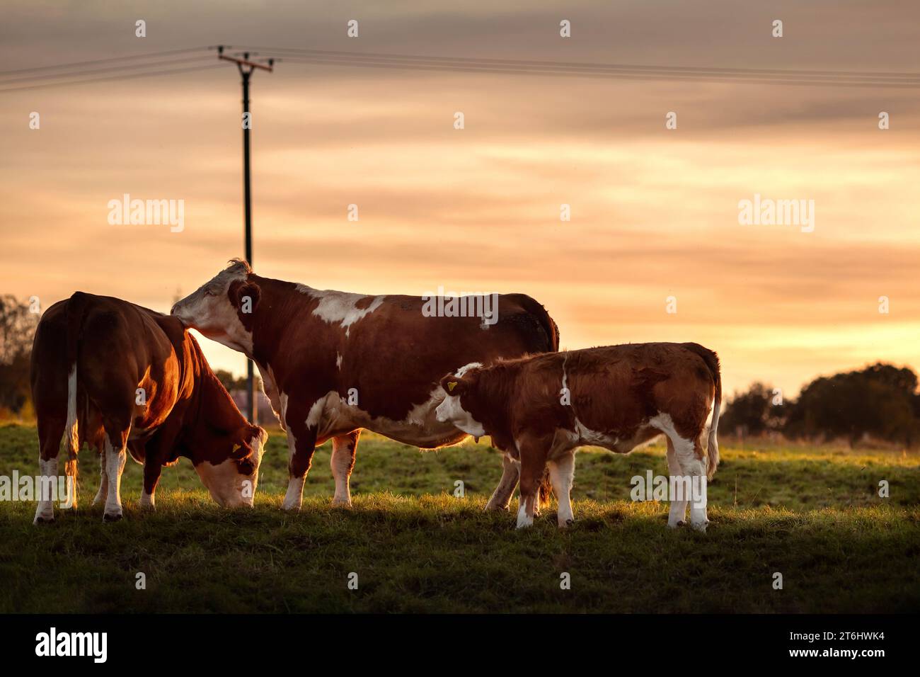 Two cattle and a calf are standing on the pasture in evening light ...
