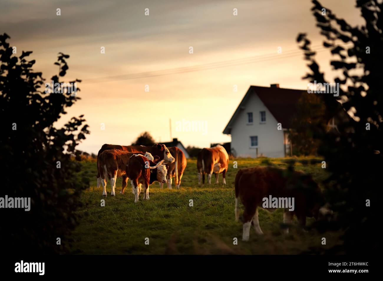 The rural idyll with cows at dusk Stock Photo - Alamy