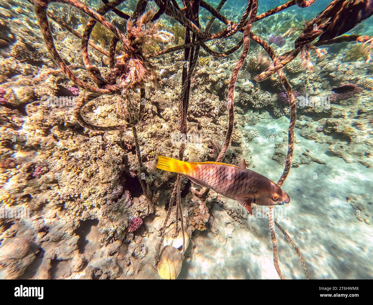 Colorful tropical Hipposcarus longiceps or Longnose Parrotfish known as ...
