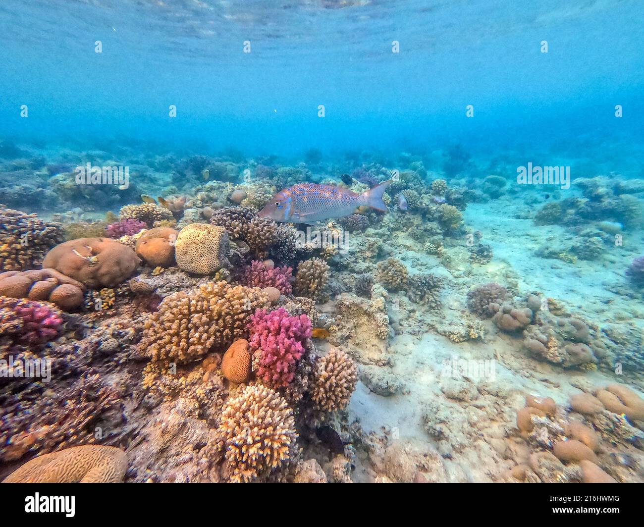 Tropical Spangled Emperor fish known as Lethrinus Nebulosus underwater ...