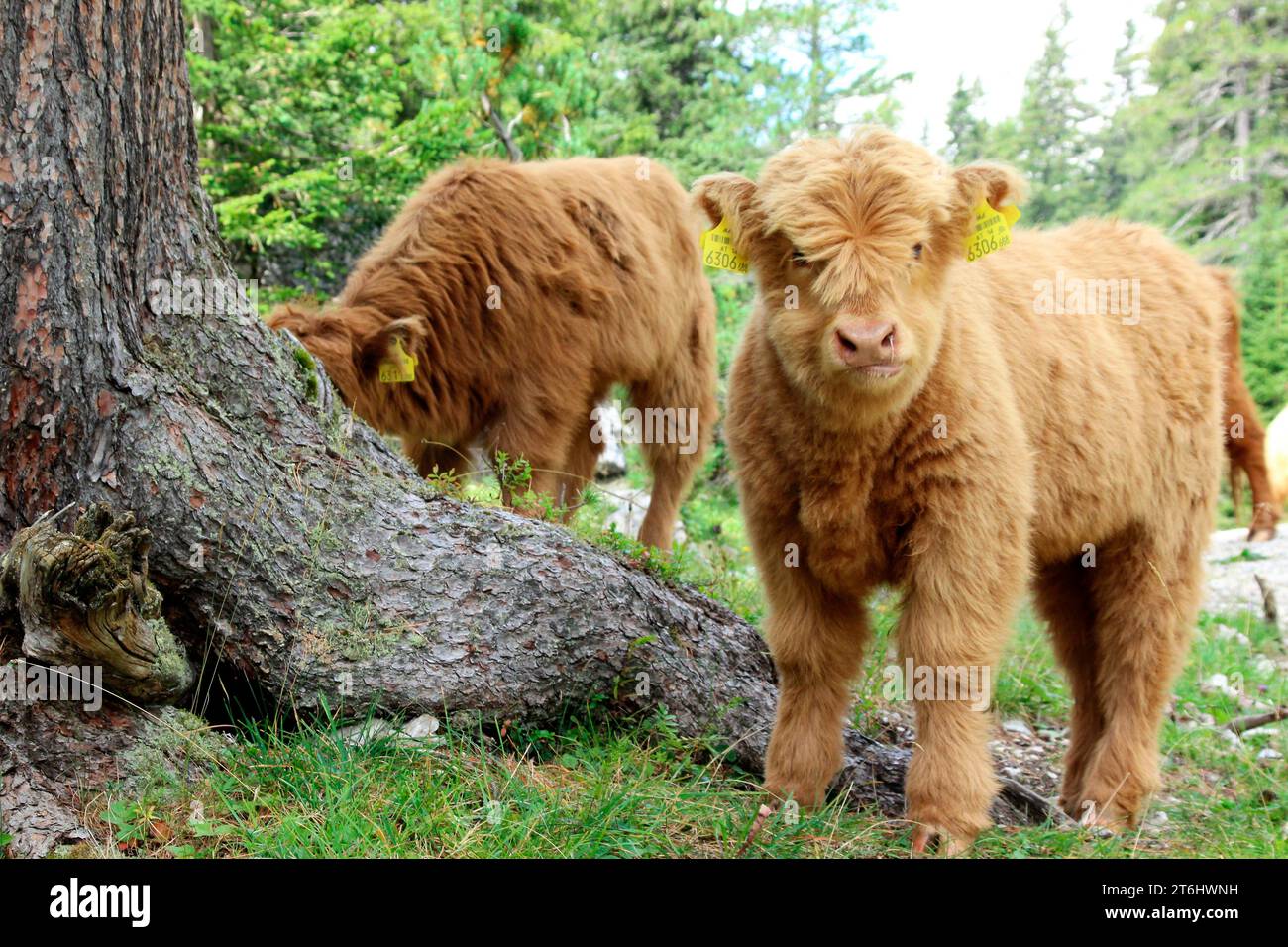 Calf, calves, Scottish Highland cattle on the way to Halleranger, Tyrol ...