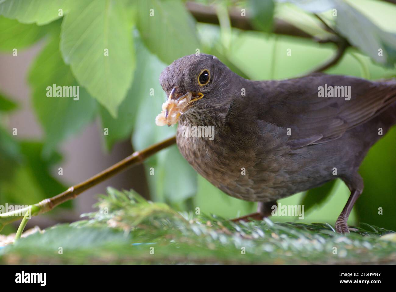 With leaves in its beak hi-res stock photography and images - Alamy