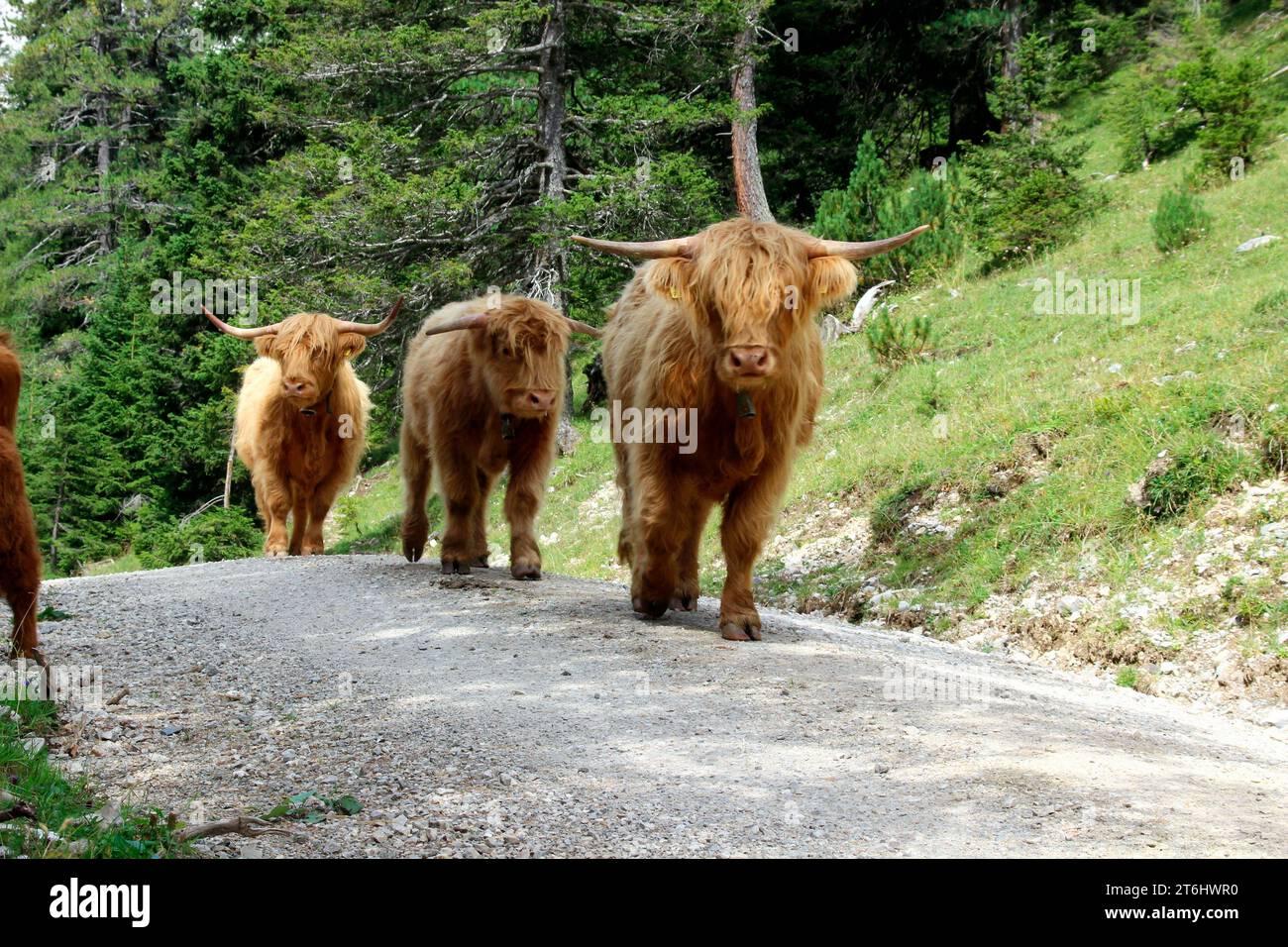 Scottish highland cattle on the way to Halleranger, Tyrol, Austria ...