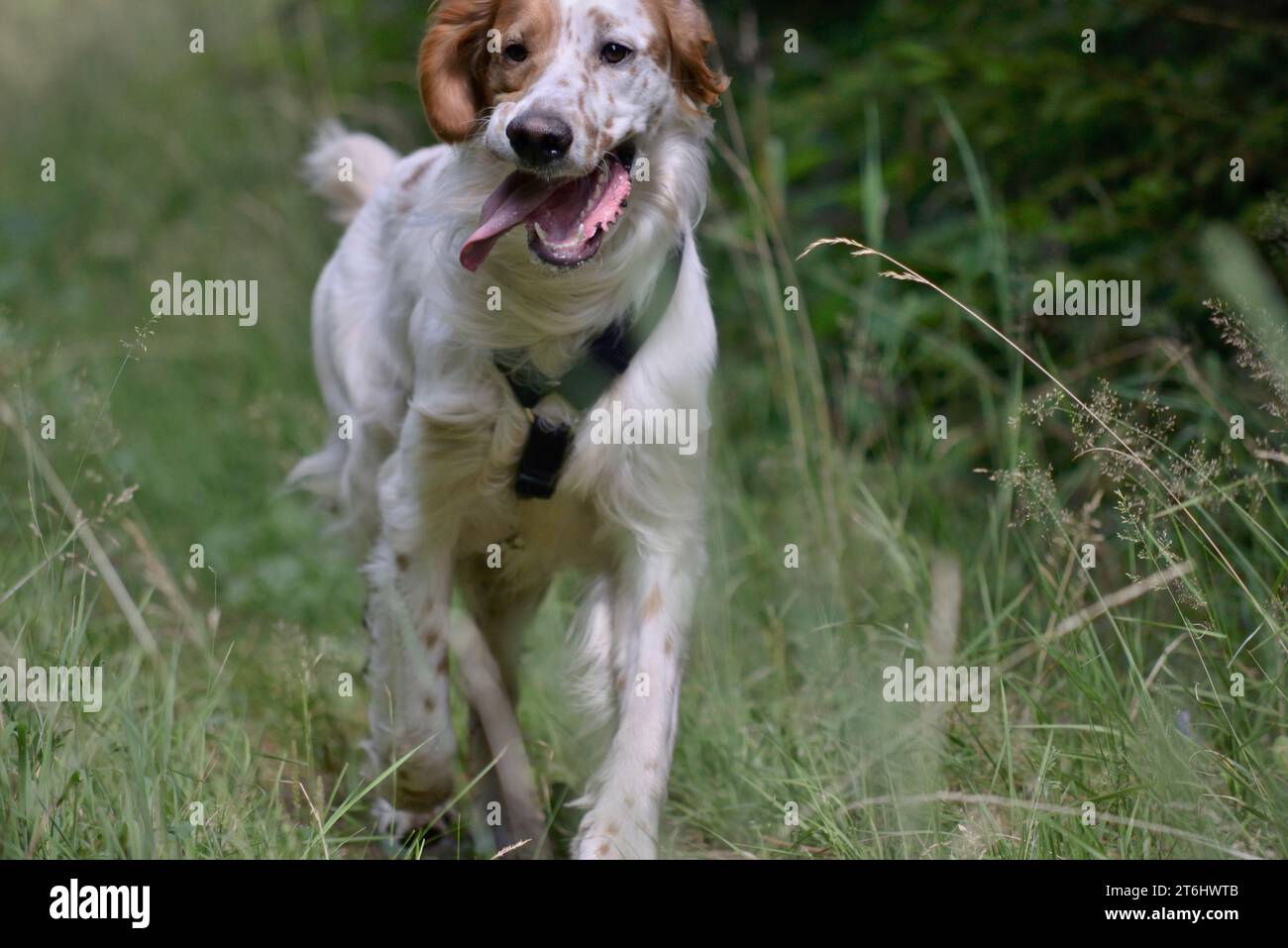 English setter dog hunting hi-res stock photography and images - Alamy