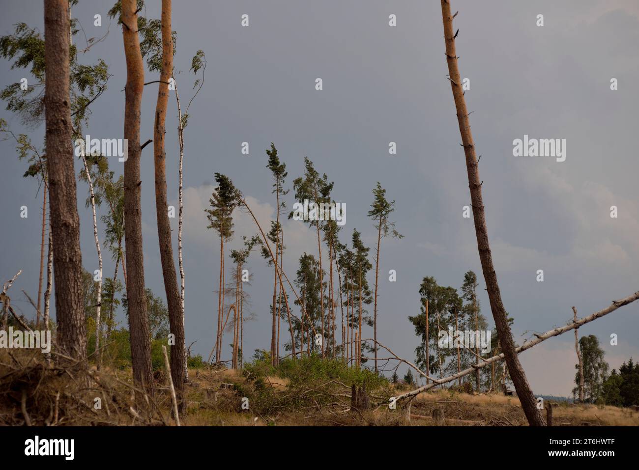 Extreme thunderstorm trees hi-res stock photography and images - Alamy