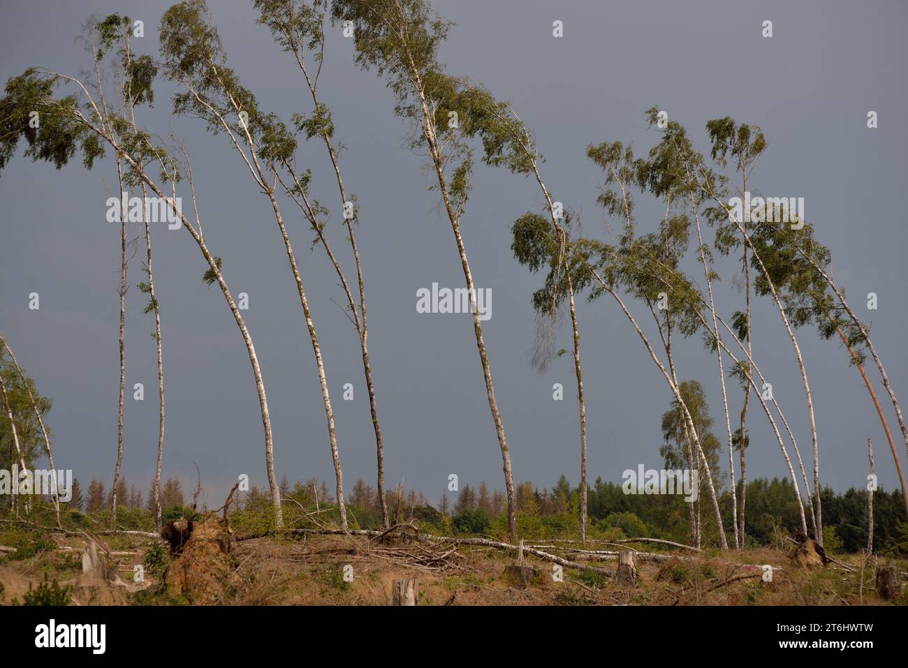 trees, deforestation, storm clouds Stock Photo - Alamy